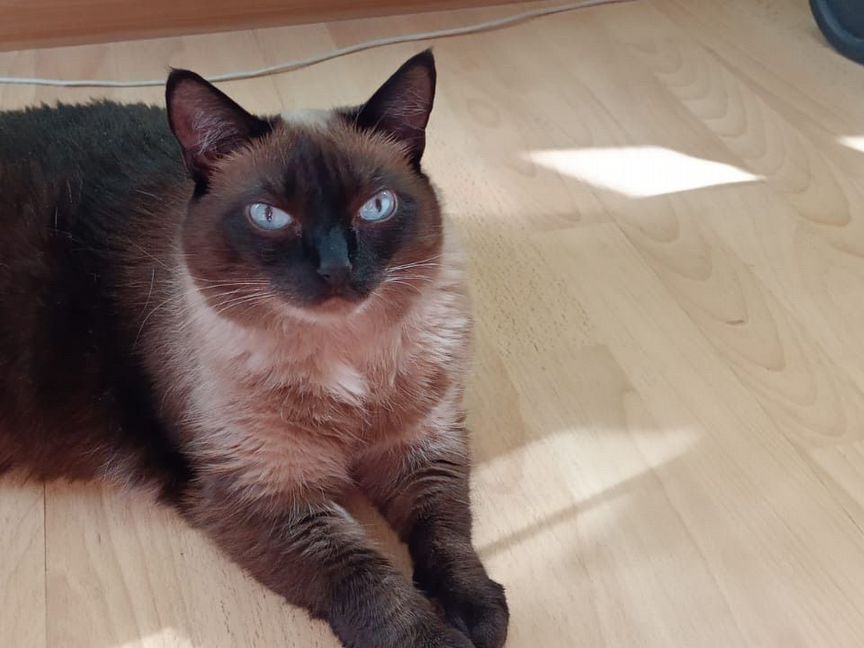 Тайская кошечка