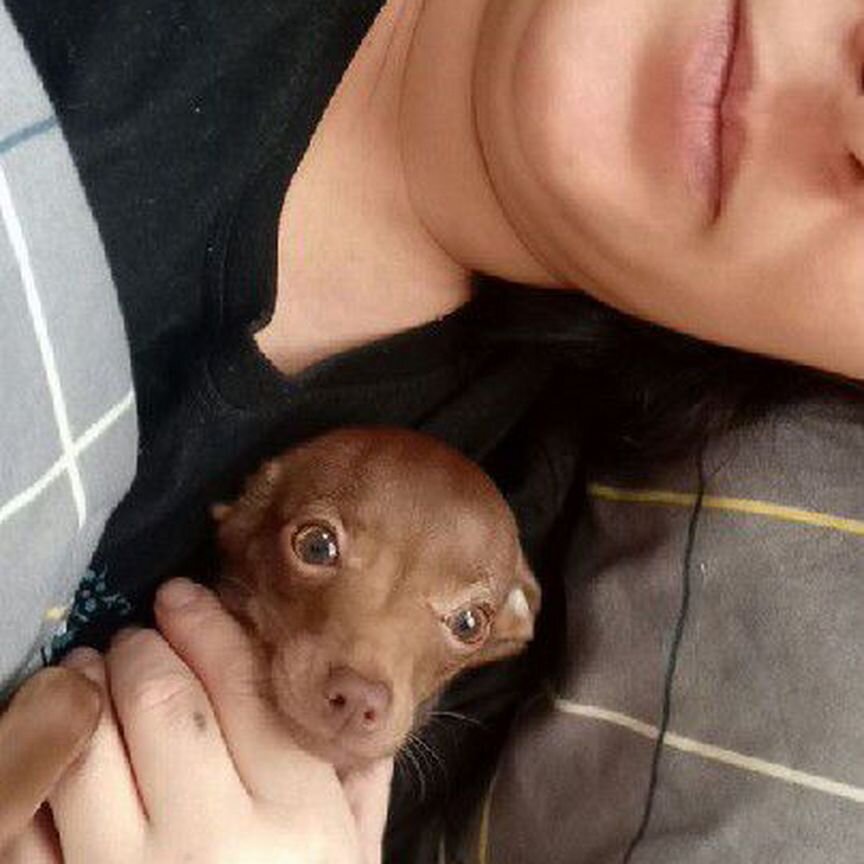 Продам той терьера