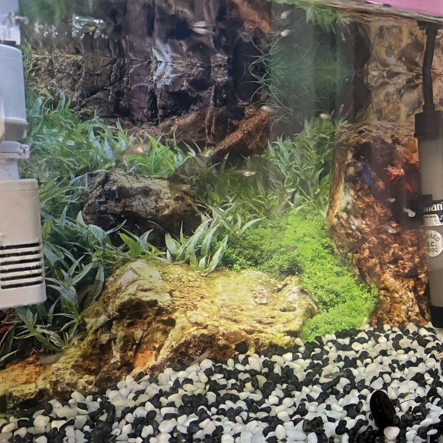 Мальки гуппи