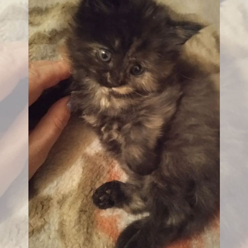 Мейн-кун котёнок