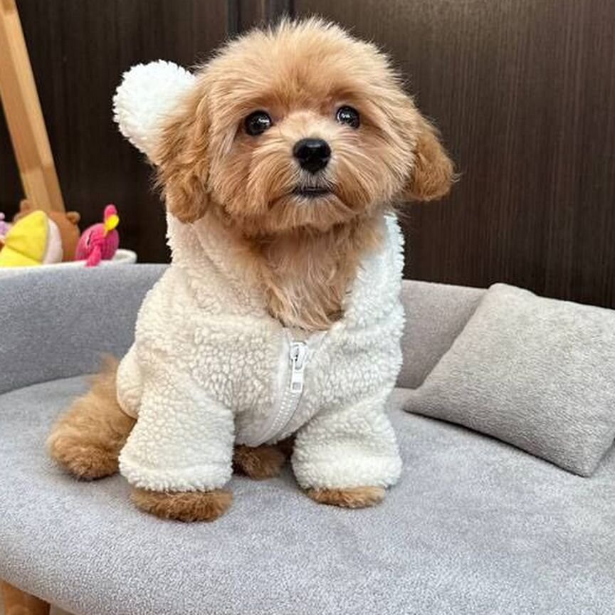 Мальтипу, щенок