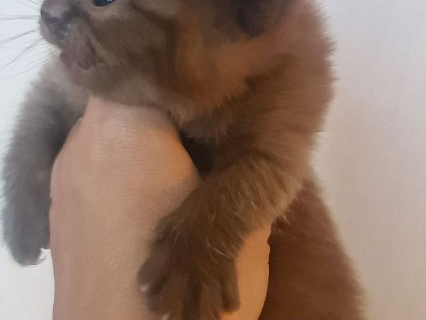 Шотландский котенок