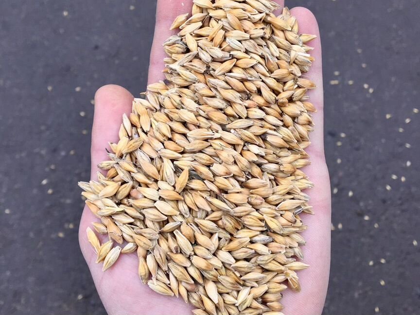 Ячмень и Зерносмесь