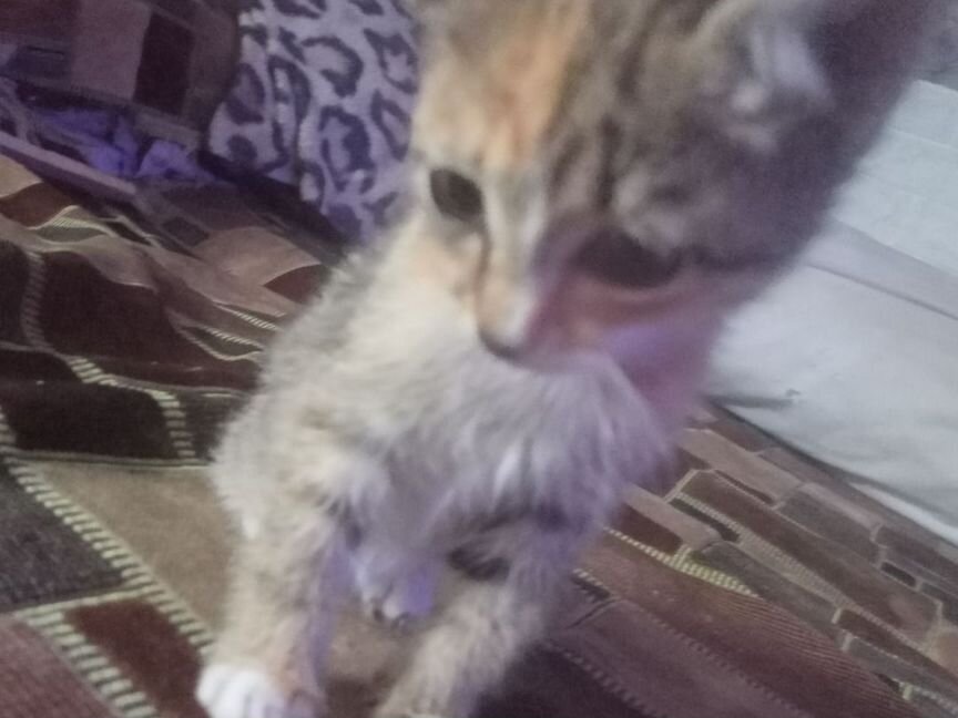 Котята найденыши в добрые ручки