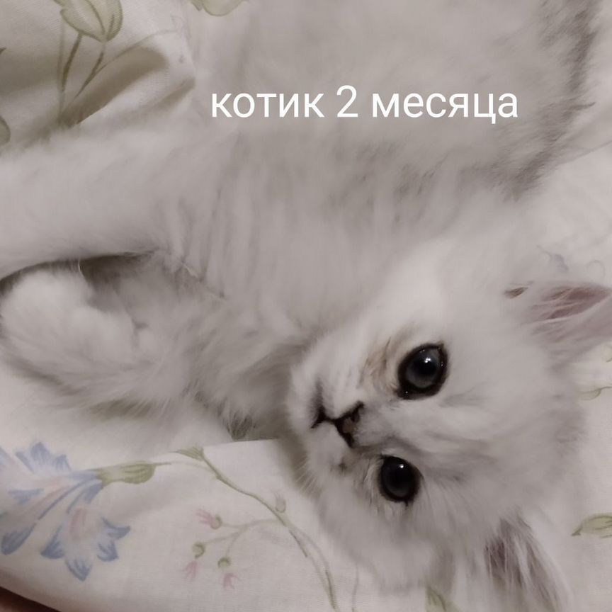 Кот серебристая шиншилла