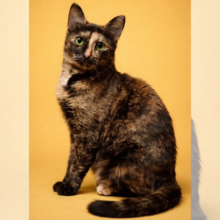 Взрослая, кошка в добрые руки