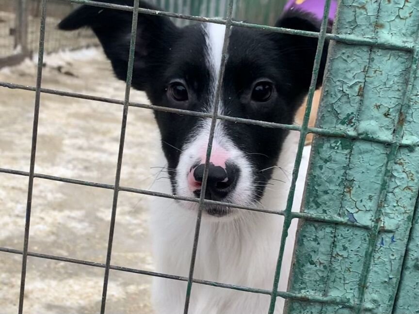 Щенки из приюта в добрые руки