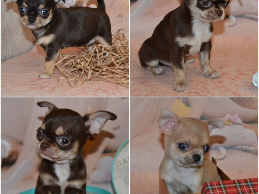 Чихуахуа, богатый выбор девочек и мальчиков