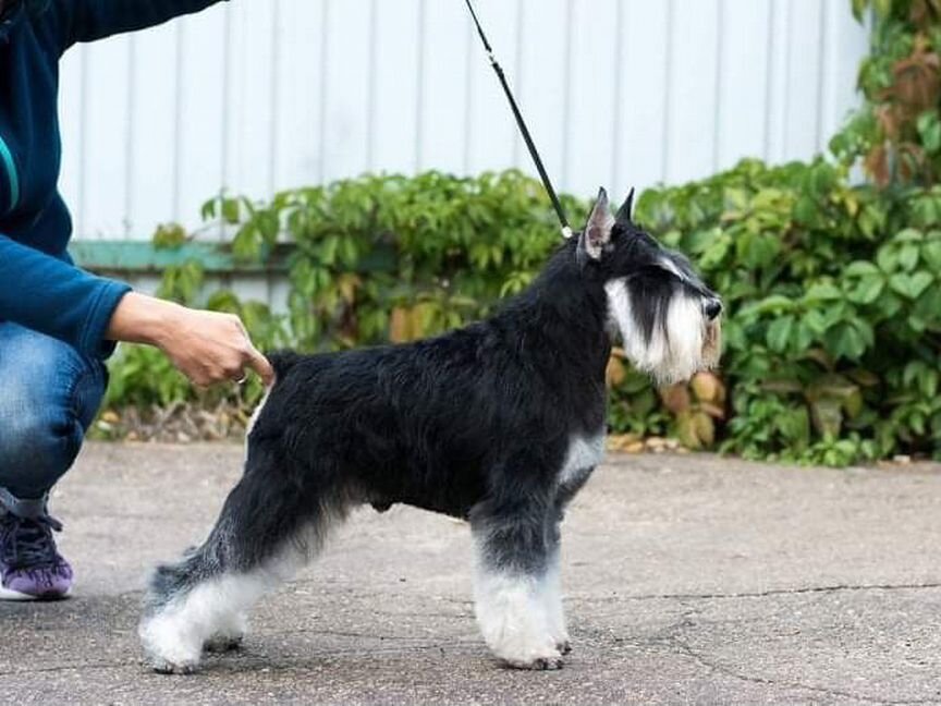 Цвергшнауцер