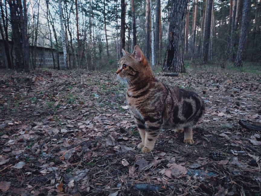 Кот хочет кошку
