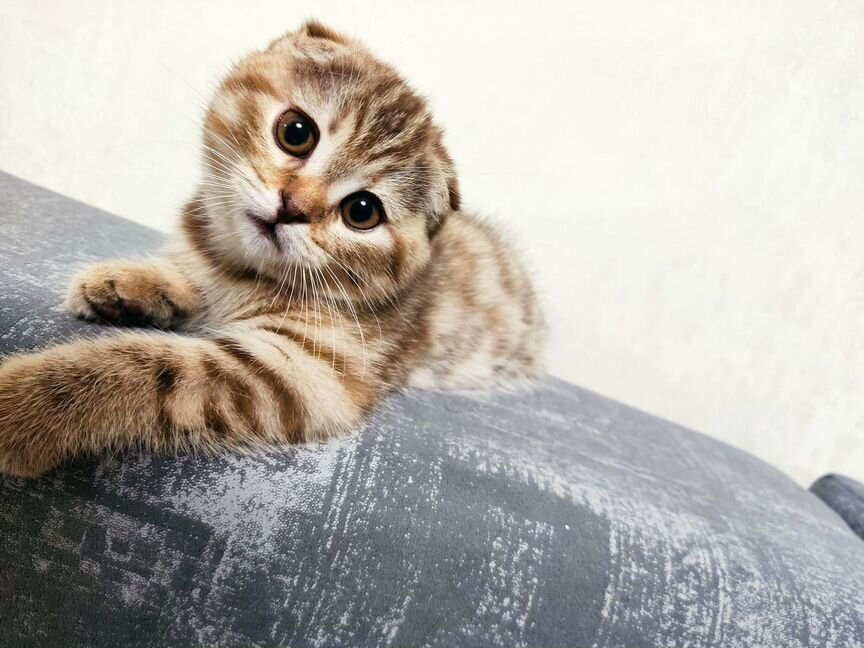 Продам котенка породы манчкин