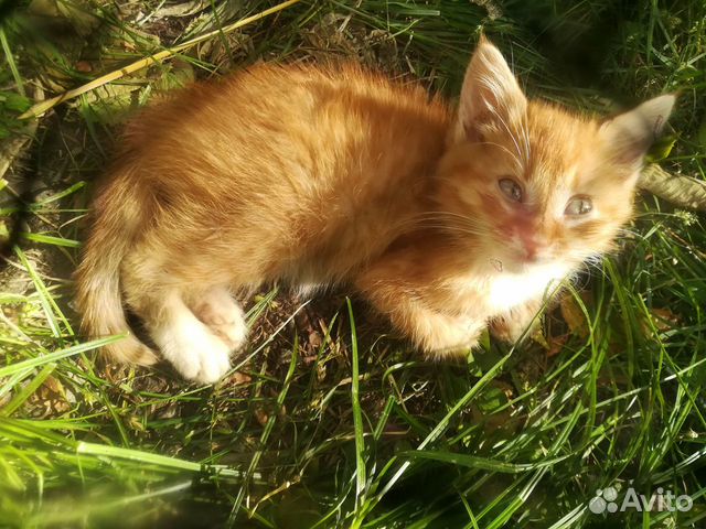 Солнечный котёнок ищет дом