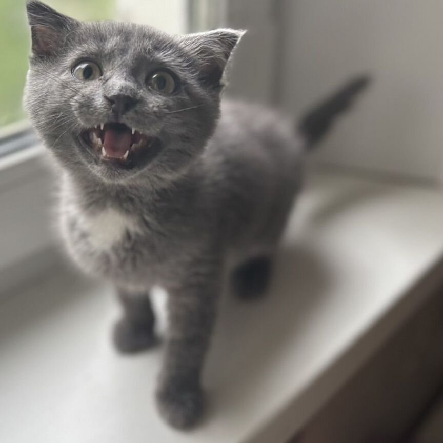 Котята в добрые руки 1 месяц