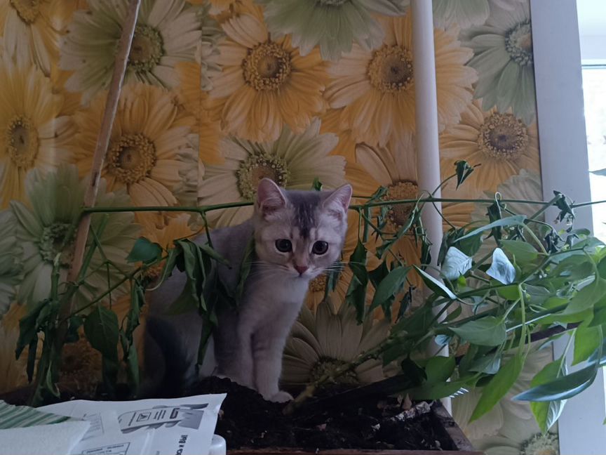 Нужен британский кот на вязку