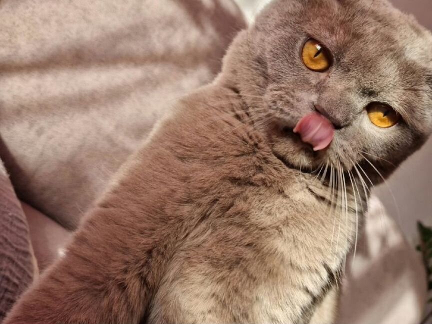 Британский кот, около года