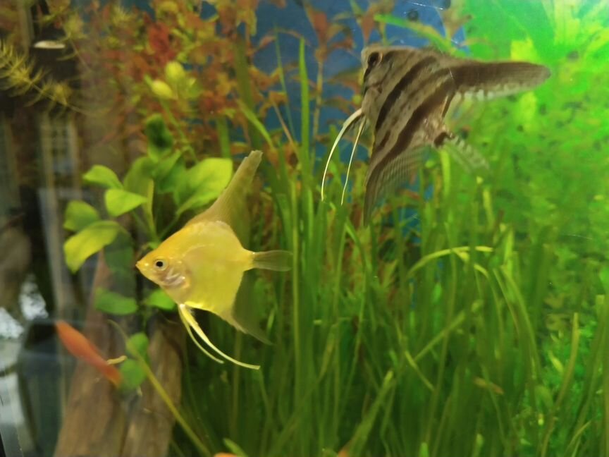 Скалярии сагиттария