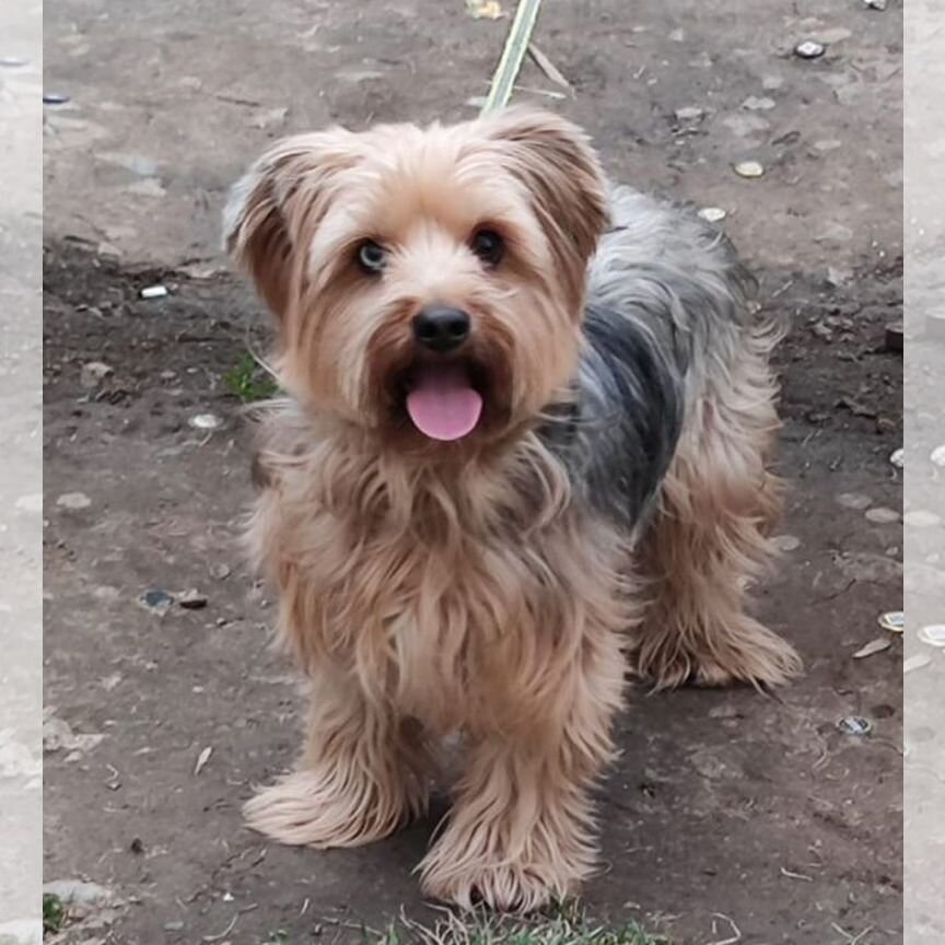 Бивер-йоркширский терьер, взрослая собака