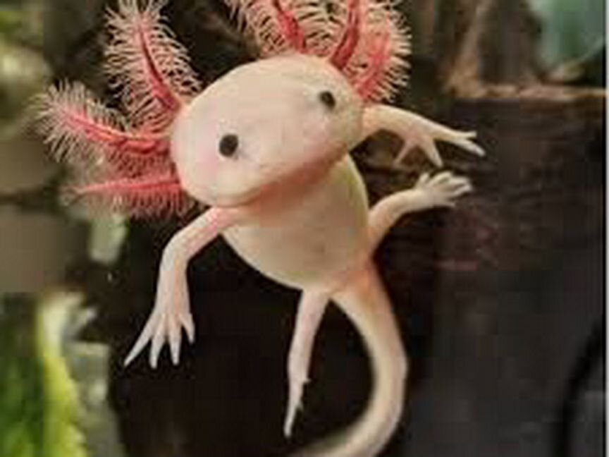 Аксолотль отдадим В дар 2 шт