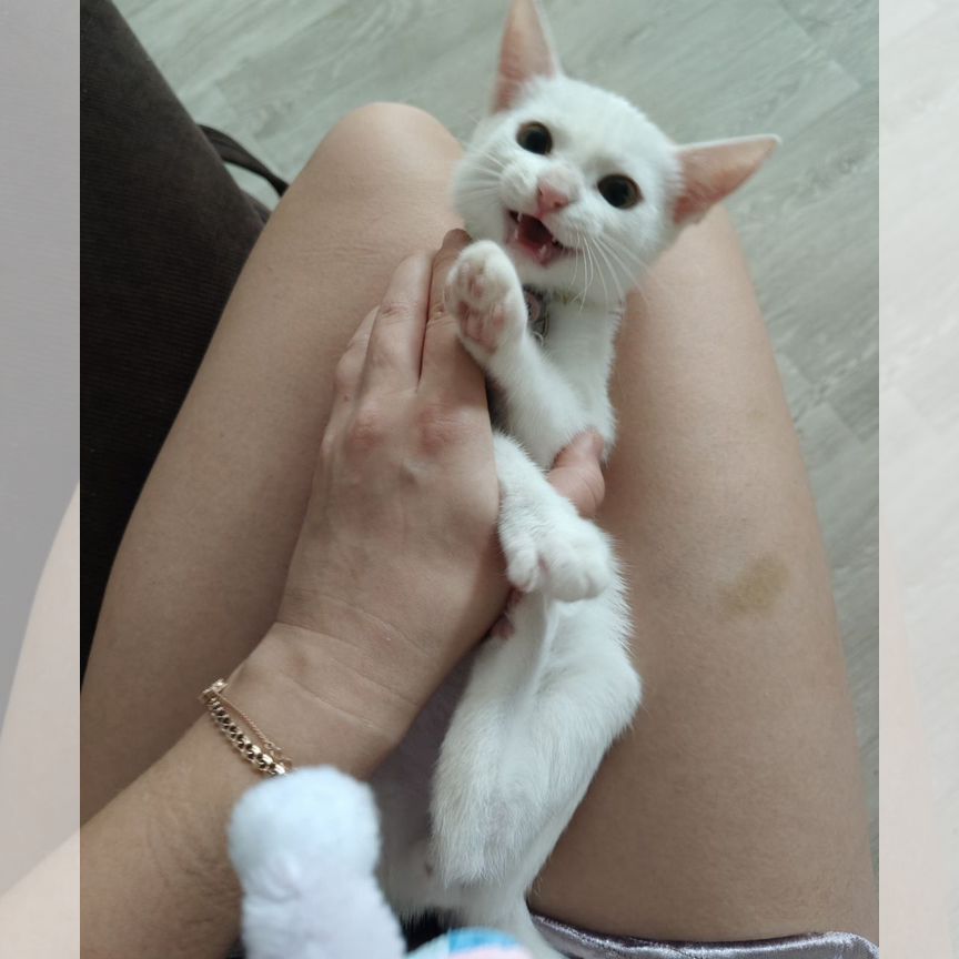 Отдаю котёнка 4 месяца