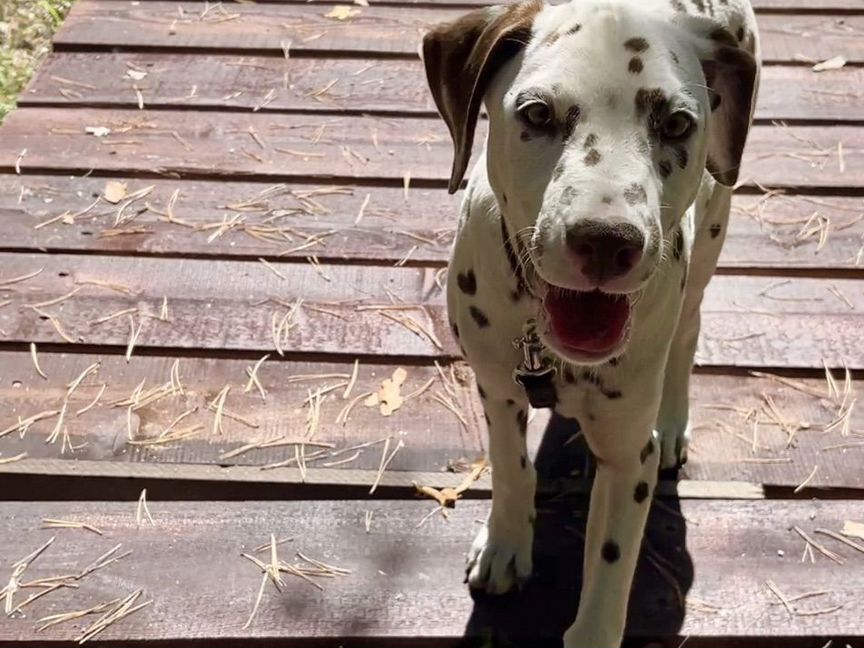 Далматинец