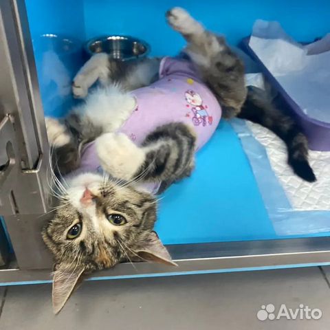 Кошка Айрис нежная нежность
