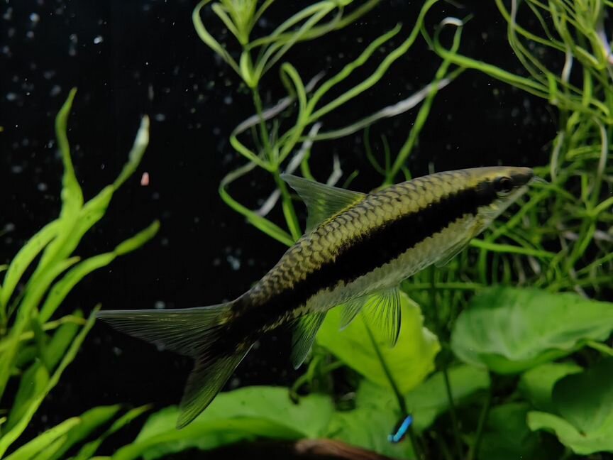 Сиамские водорослиеды