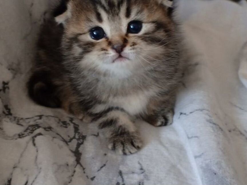 Шотландские котята