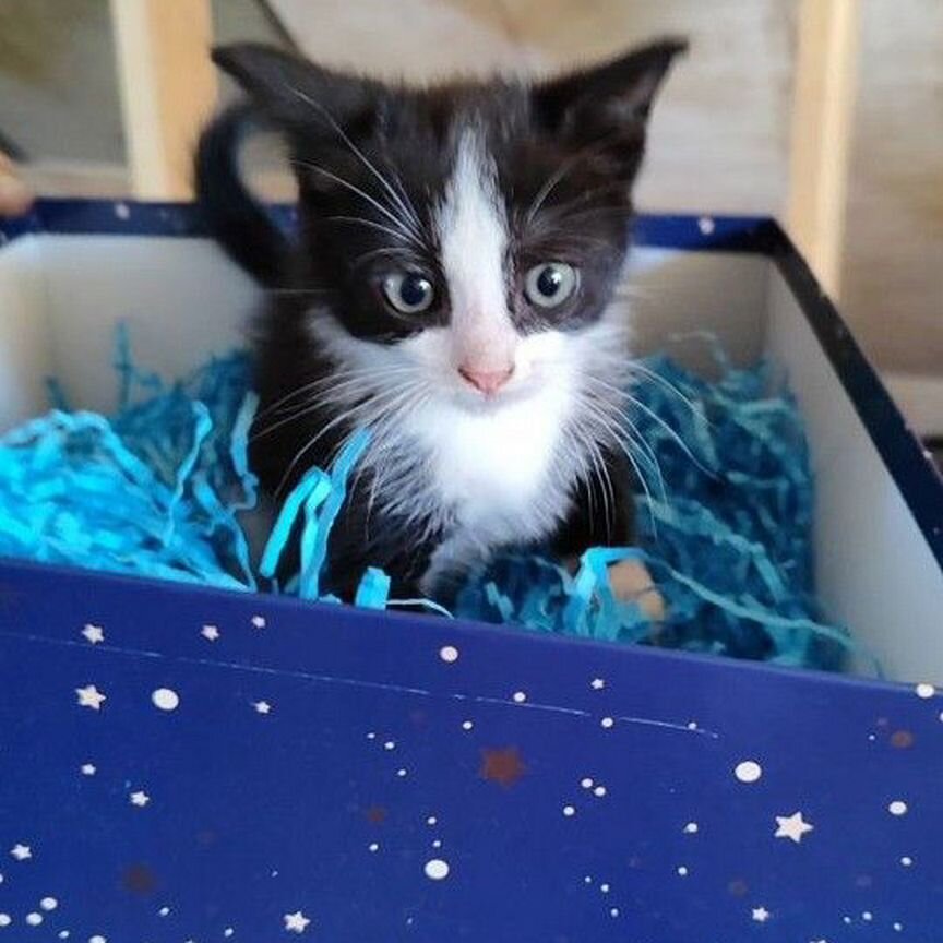 Котятки не играют в прятки