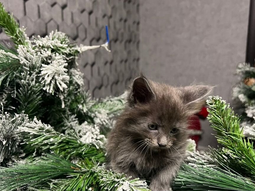 Котята мейн-кун