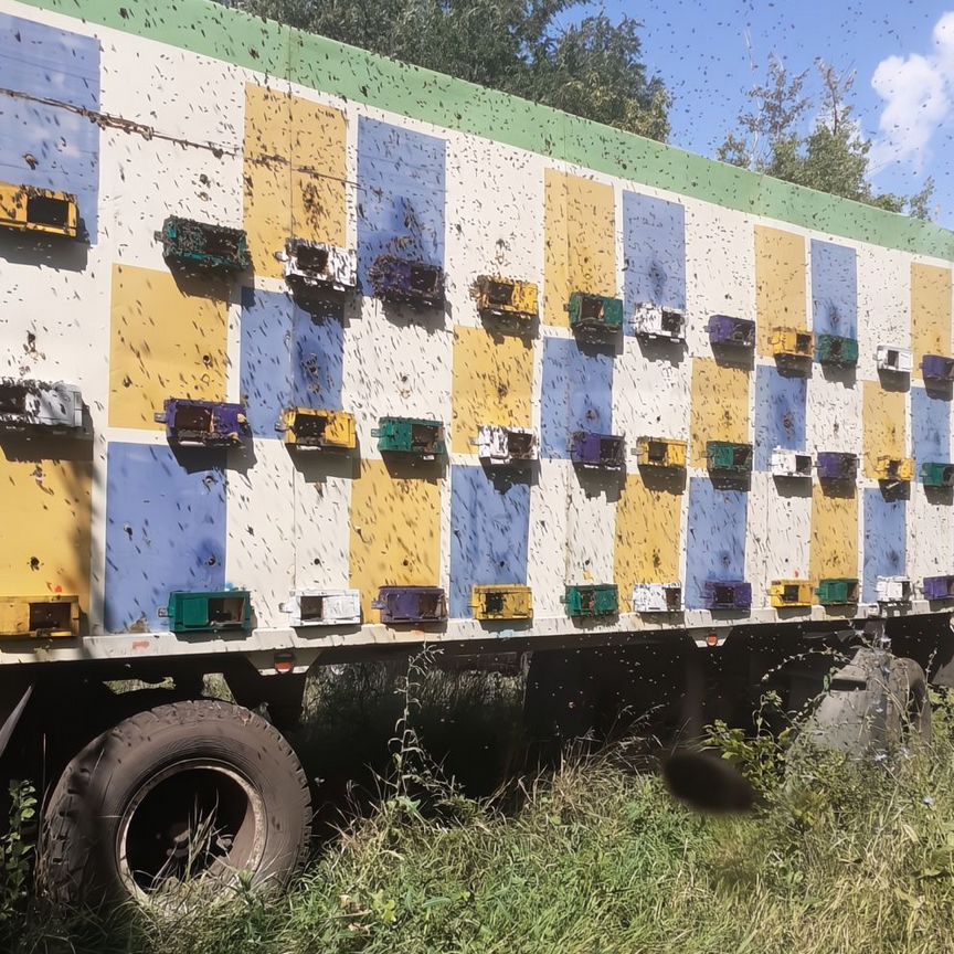 Пчелопавильон