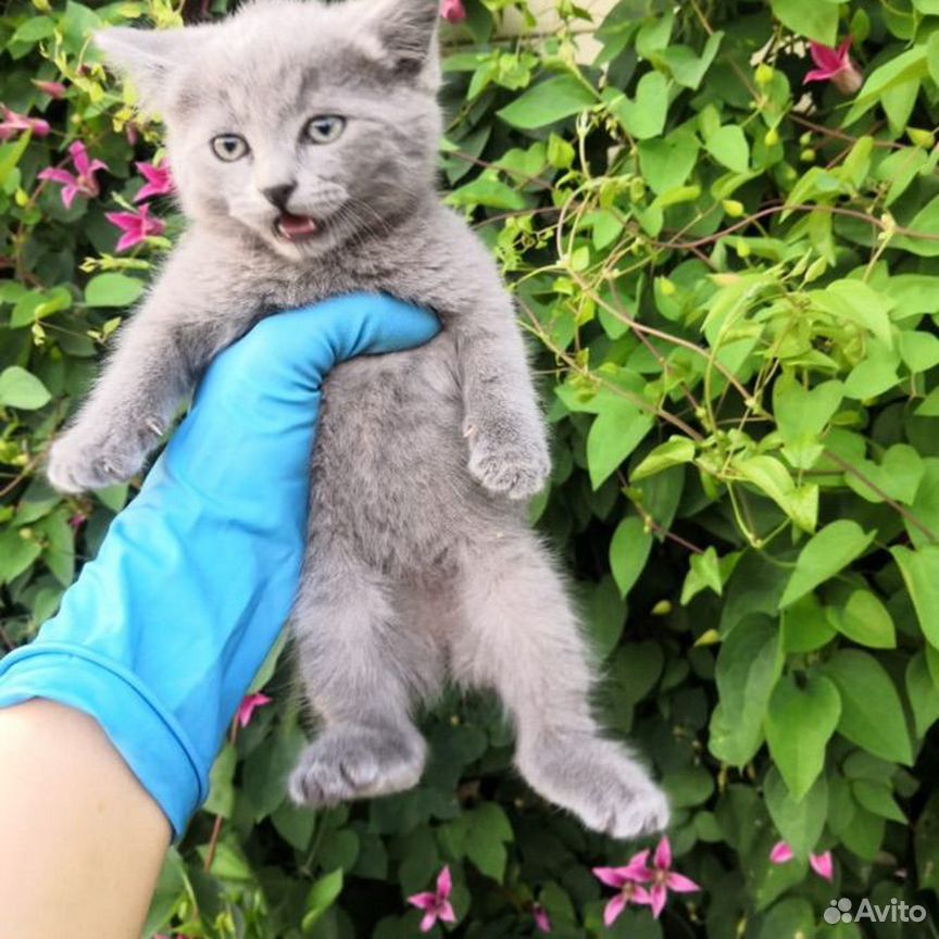 Котятам месяц отдадим в хорошие руки