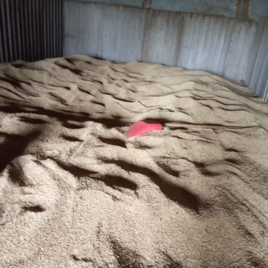 Зерно ячмень, семечка