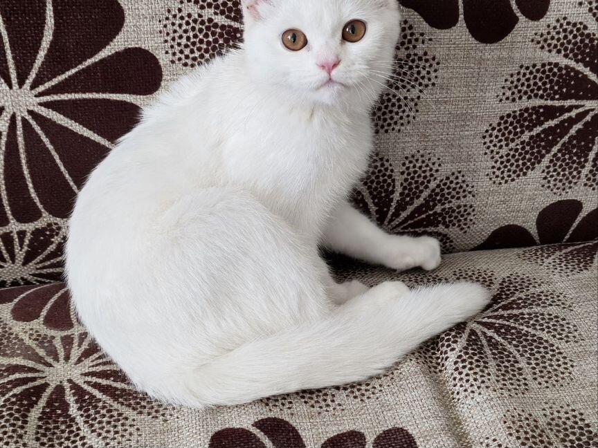 Шотладская кошечка