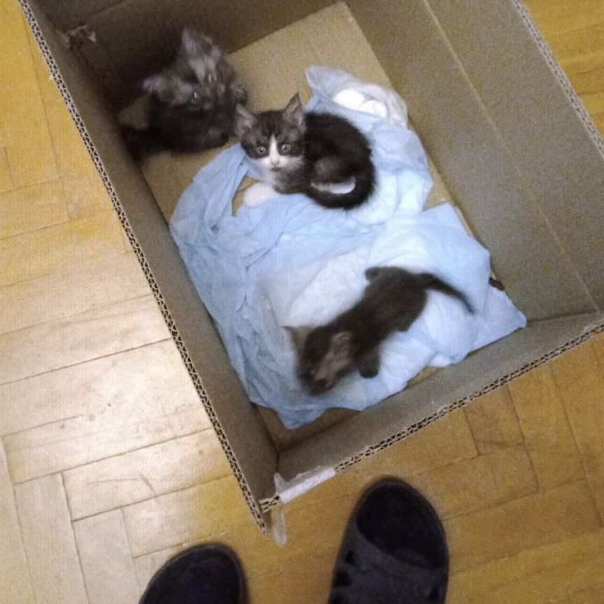 Отдам в добрые руки