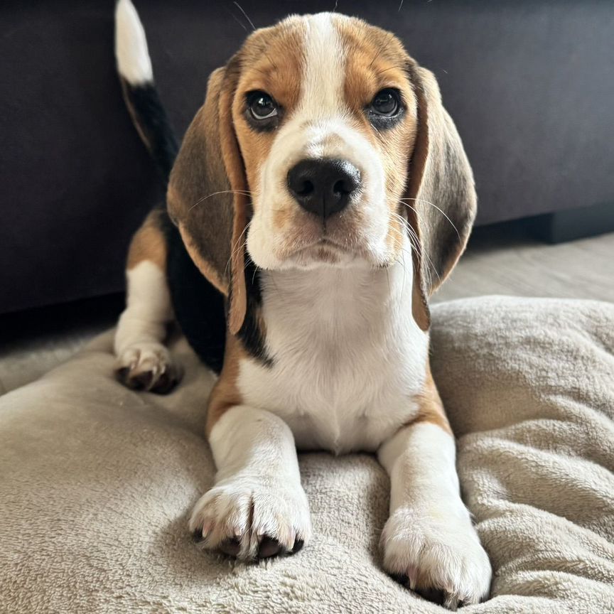 Бигль, щенок