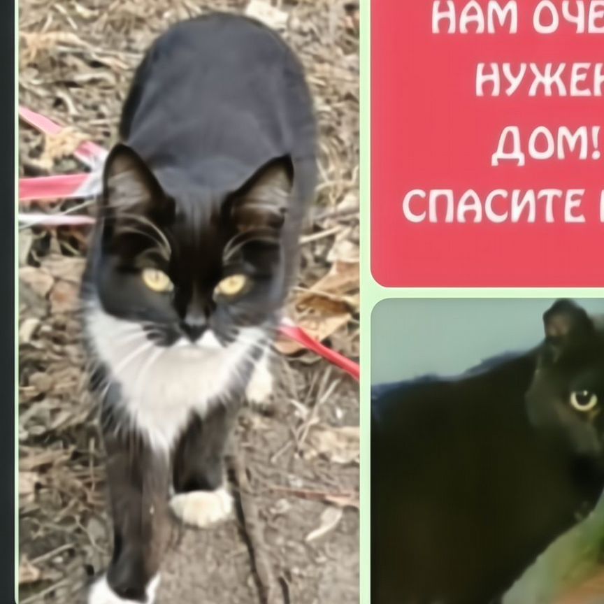 Взрослая, кошка в добрые руки