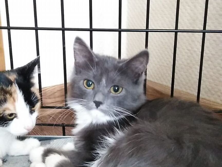 Котенок 5 месяцев