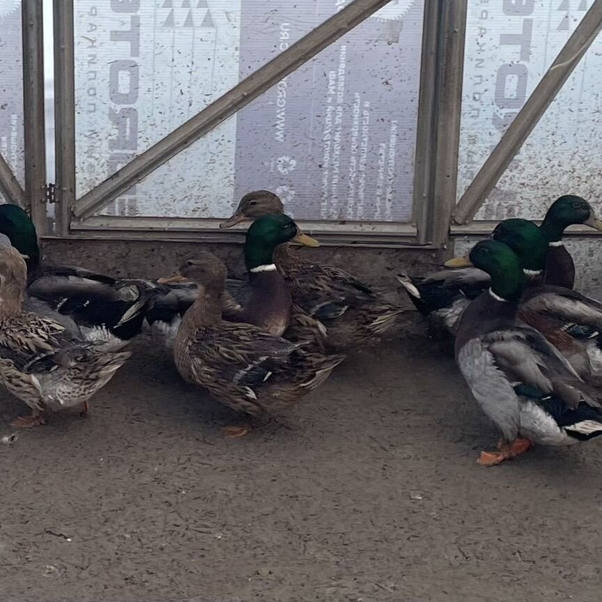 Утки живые для охоты