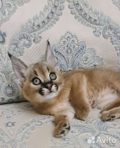 Кошка каракет ф0
