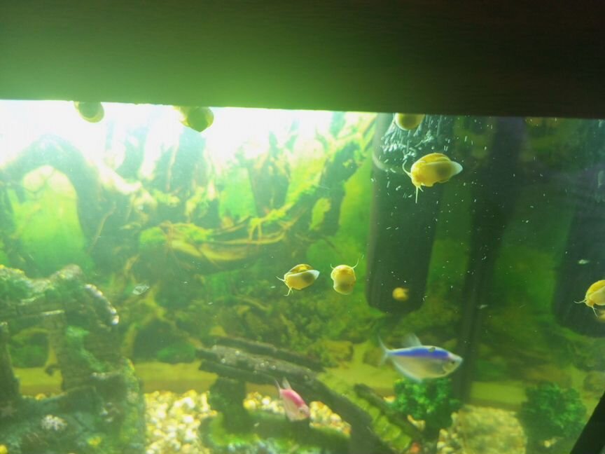 Улитки ампулярии маленькие