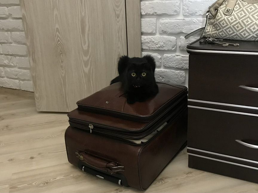 Шотландская вислоухая кошка