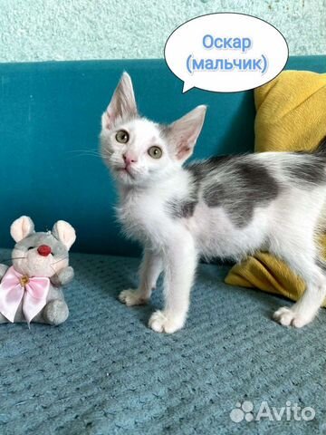 Котенок, кот