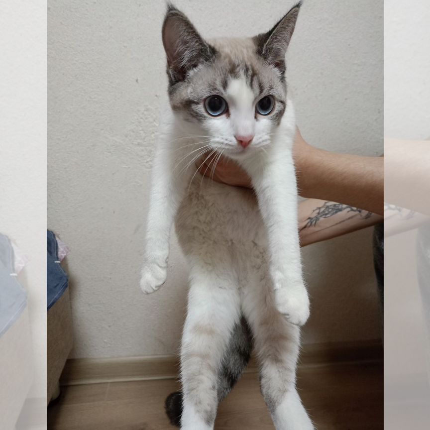 Рэгдолл котёнок