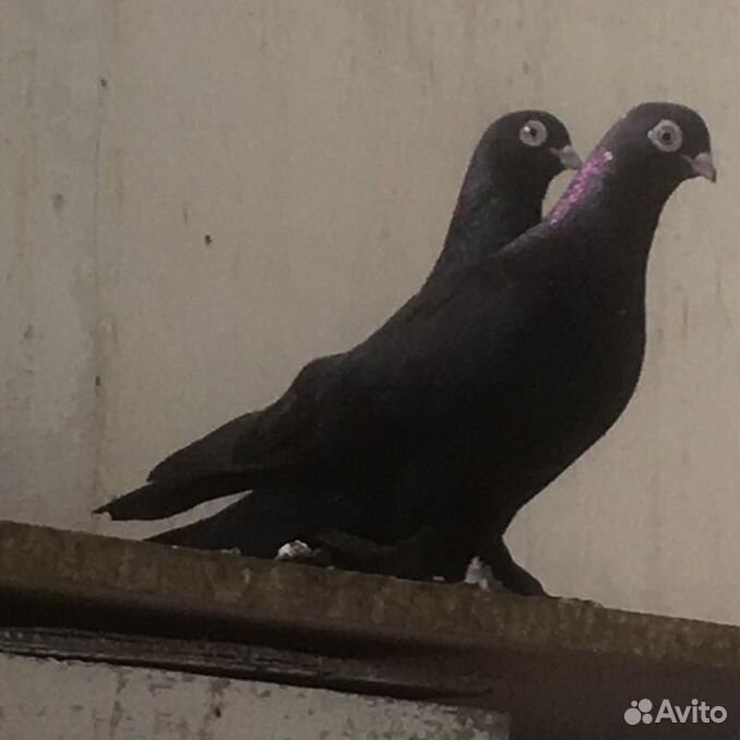 Продаются Тбилисские Агараны. Цена Договорная