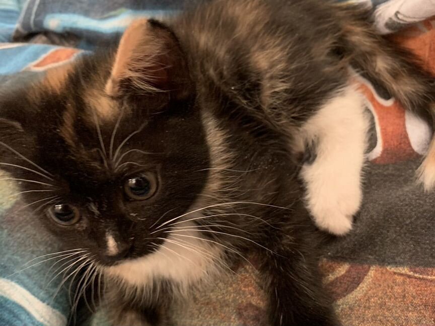 Котенок девочка