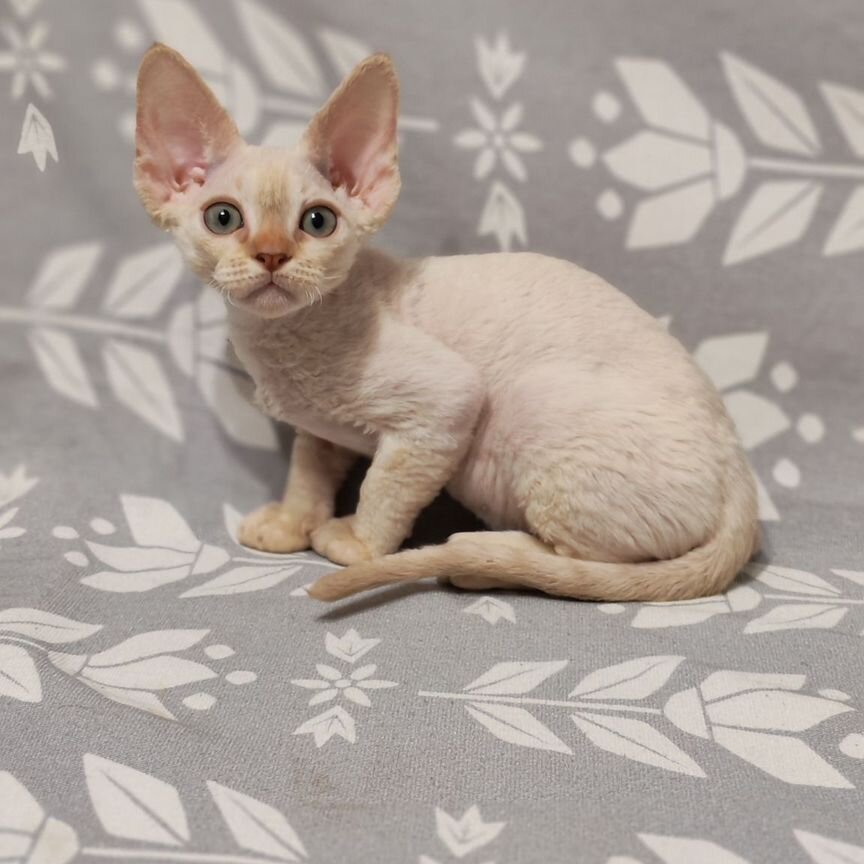 Девон-рекс котёнок