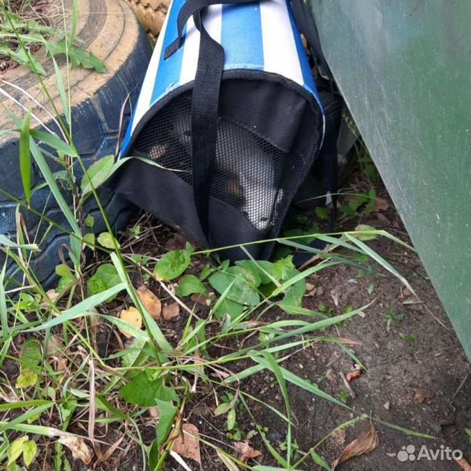 Домашних котят выставили на помойку