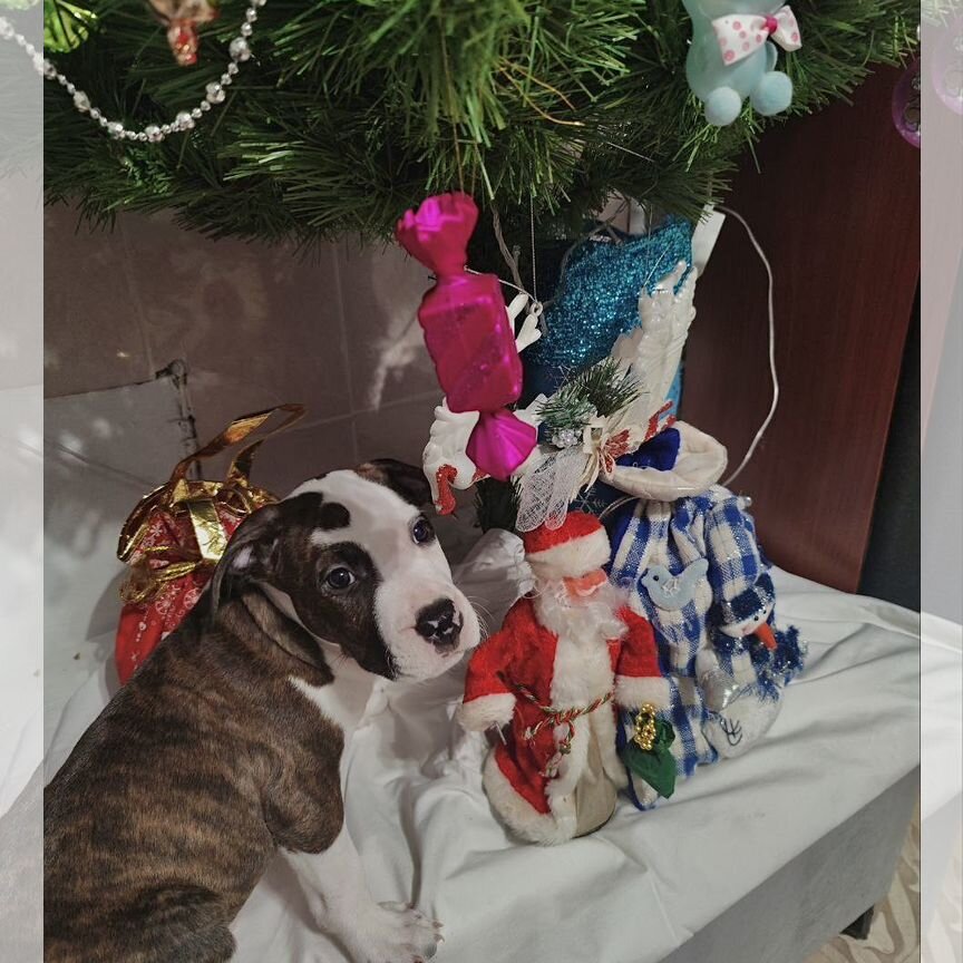 Американский стаффордширский терьер, щенок