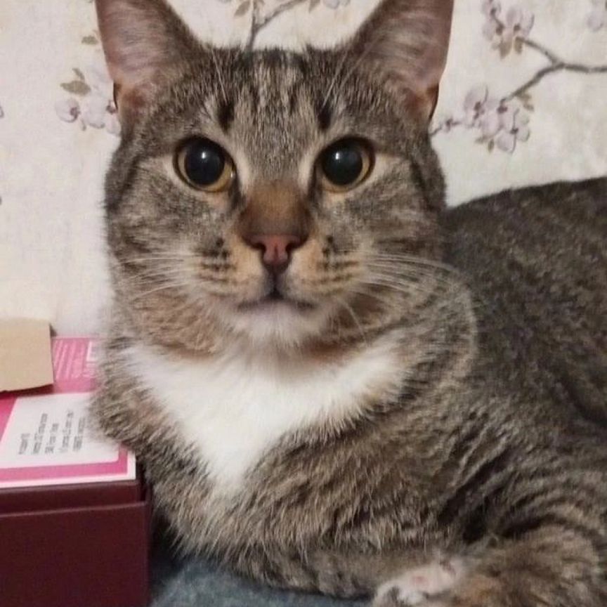 Кот