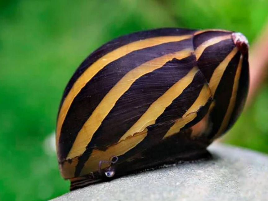 Улитка неритина зебра, чистит аквариум от водоросл